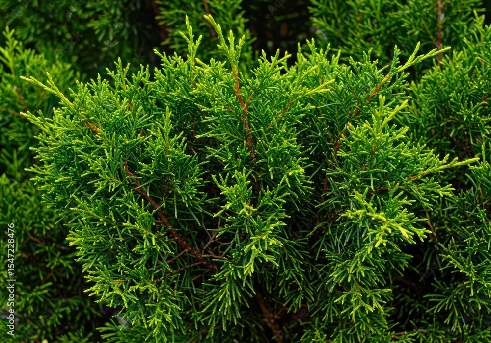 Leyland cypress (Cupressaceae) evergreen conifer tree, fast-growing ...