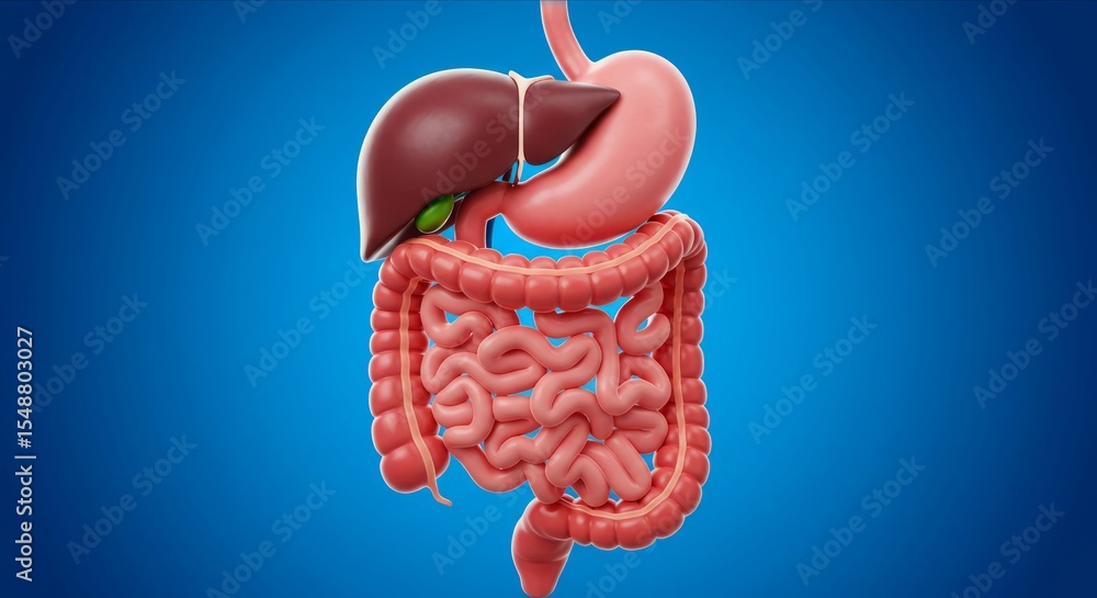 Ilustrace Anatomy of the Digestive System. Stomach, Intestines, and ...