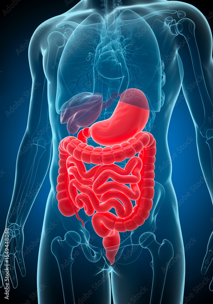 Female urinary system with inflamed bladder indicating cystitis and ...