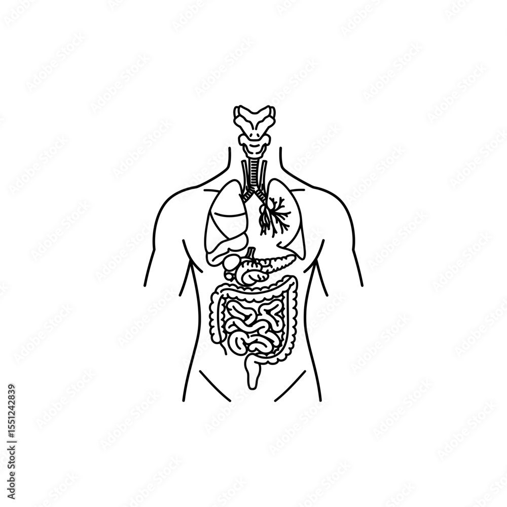 Black line icon of human endocrine system showing glands and hormone ...