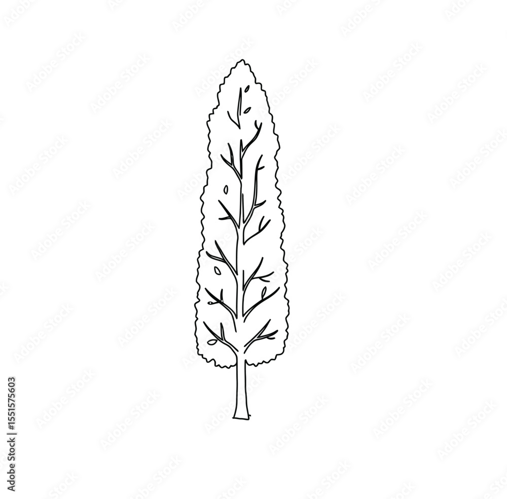 Praca wektorowa bez tantiem: Poplar tree drawing. It is a vector sketch ...