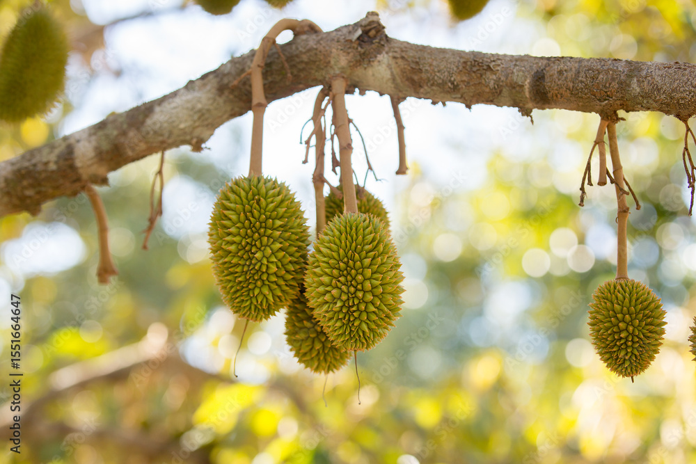 Durian fruit growing on the tree Stock Photo | Adobe Stock