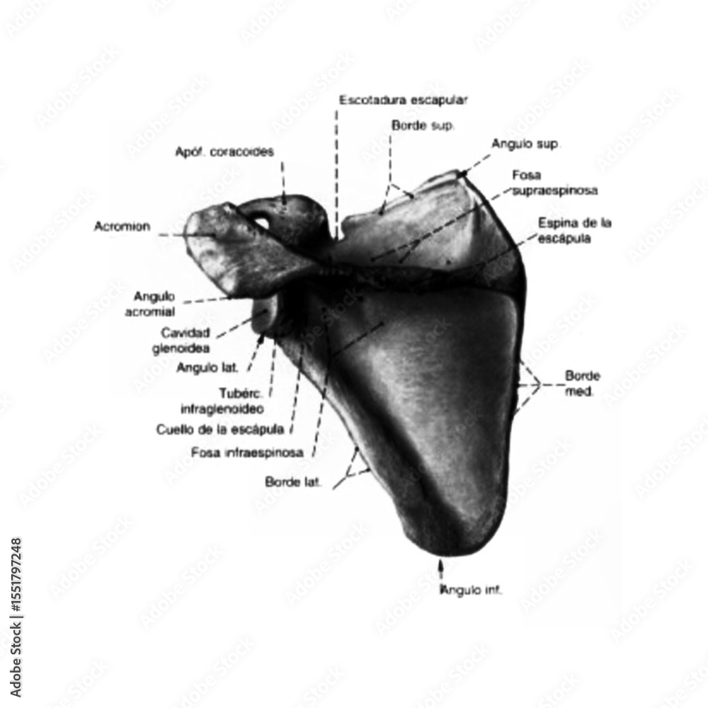 Vector de Stock Escápula Anatomía (Etiquetas en Español) – Ilustración ...