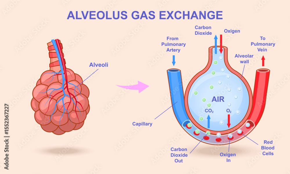 Alveolar gas exchange. Educational medical infographics with alveoli of ...