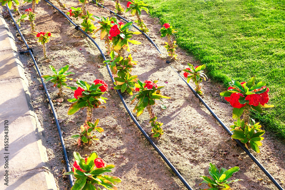 Flowers planted on lawn being watered by drip irrigation in spaces ...