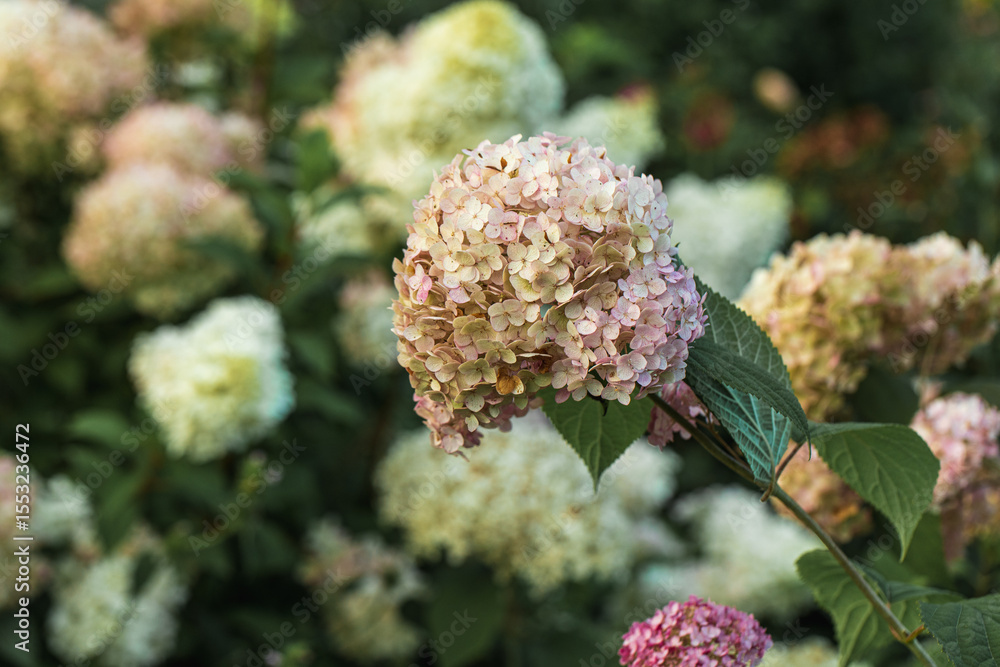 Hydrangea arborescens Candybelle Lollypop (Bubblegum) flowers in garden ...