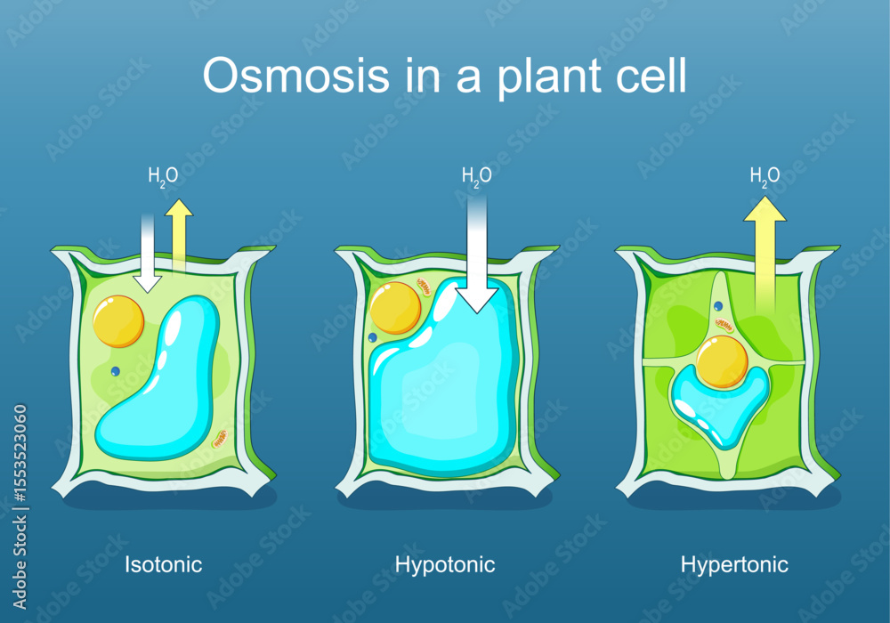 osmosis in a plant cell Stock Vector | Adobe Stock