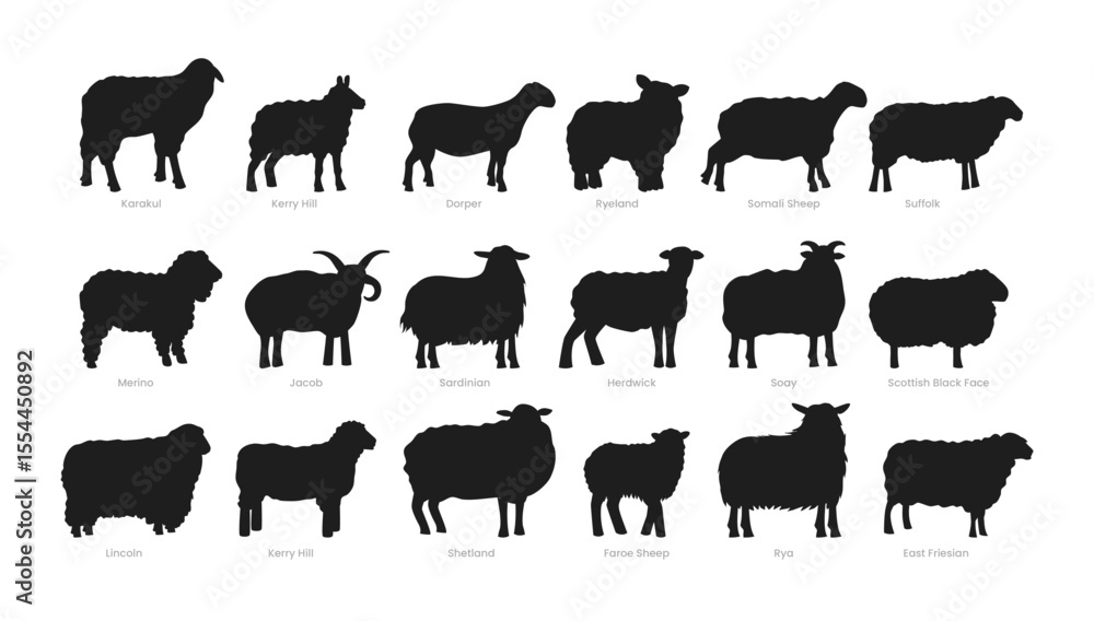 Different types of sheep silhouette set collection, breeds of domestic ...