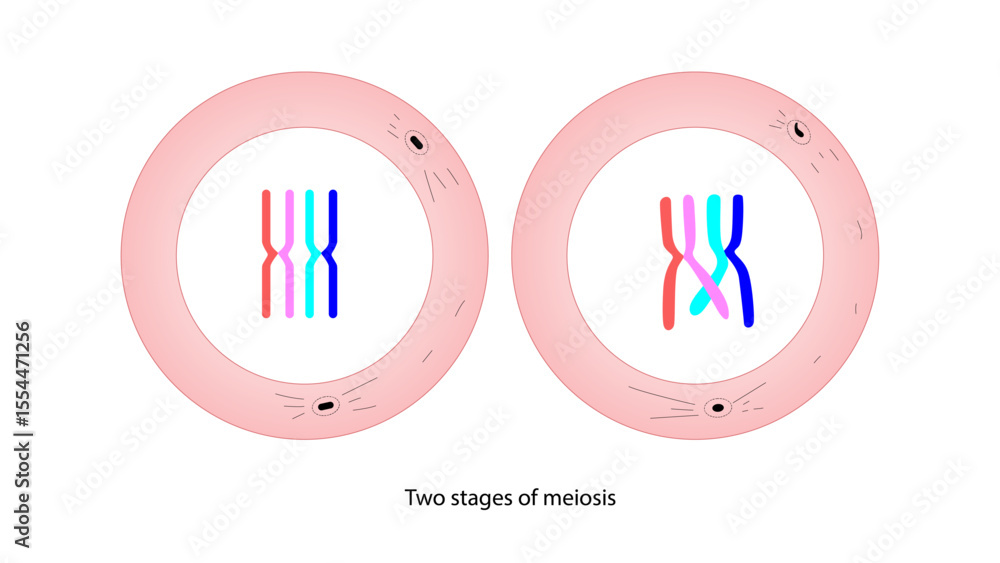Image shows two stages of meiosis, specifically Prophase I (right) and ...