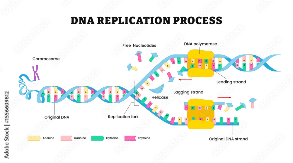 DNA Replication diagram. DNA Polymerase enzyme synthese, labeled ...
