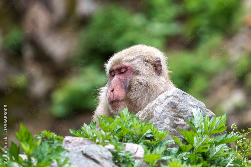 Japanese Macaque is sitting calmly in Jigokudani monkey park in Nagano ...