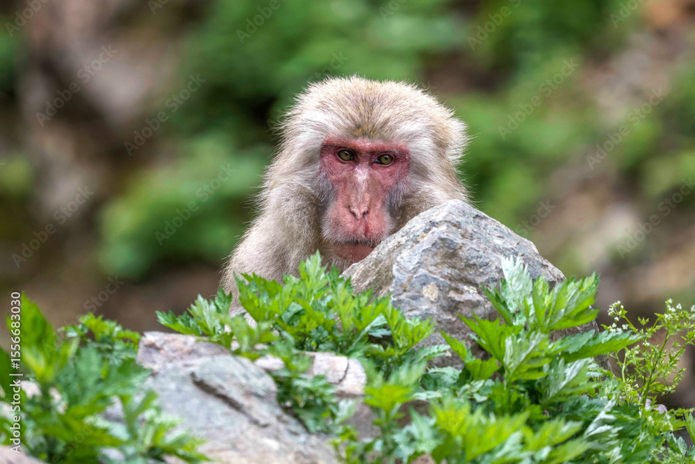 Japanese Macaque is looking at the camera in Jigokudani monkey park in ...