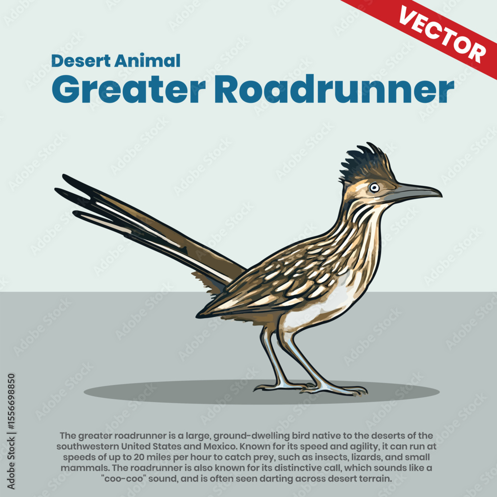 Vector Illustration of Greater Roadrunner – Fast Ground-Dwelling Bird ...