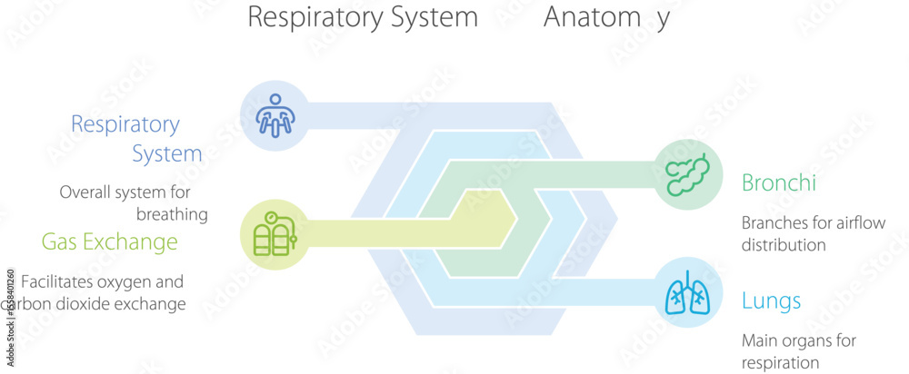 Respiratory System Anatomy: A detailed schematic illustration of the ...