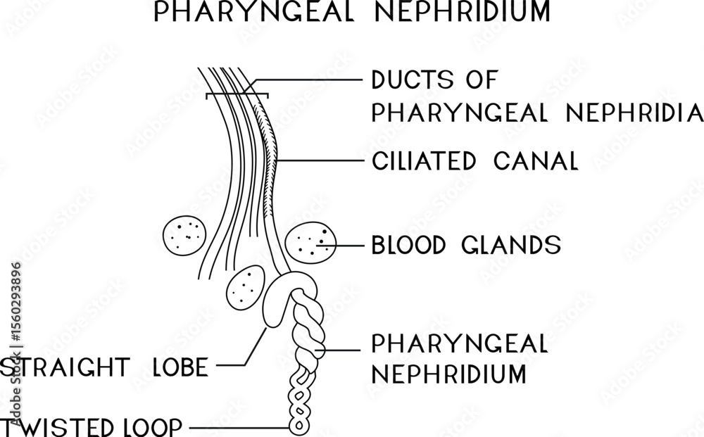 Coloring page with scheme of pharyngeal nephridium with blood glands of ...