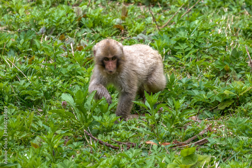 Young Japanese Macaque is playing in Jigokudani monkey park in Nagano ...