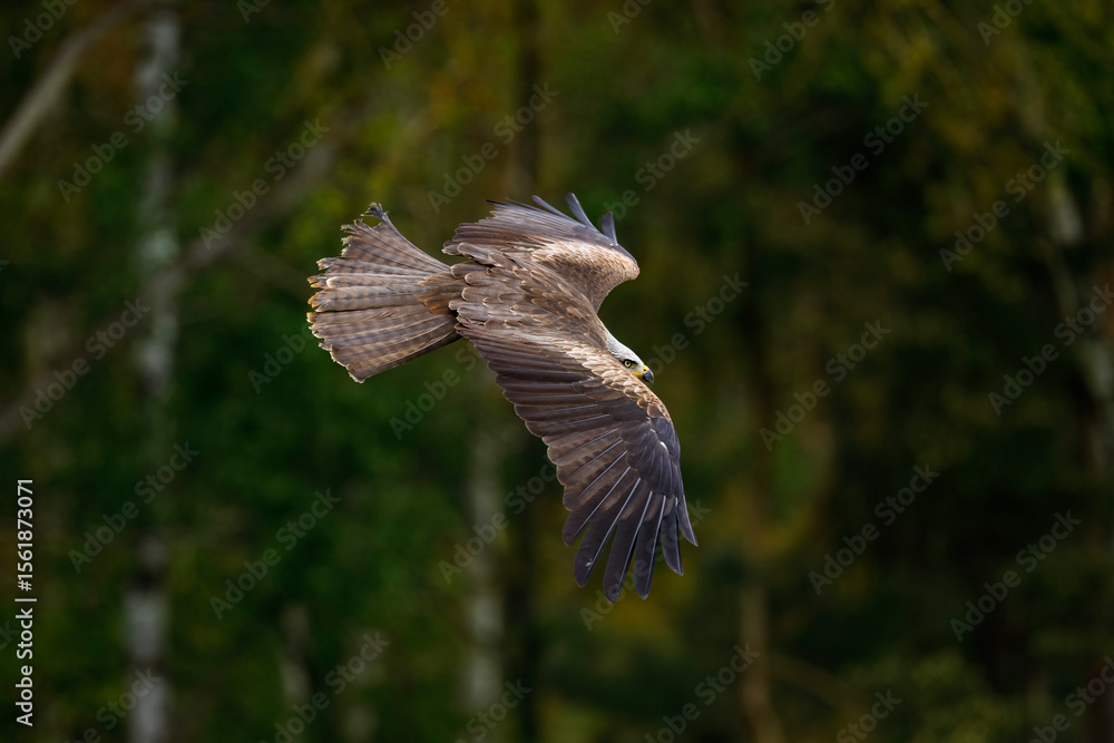 Kite in flight. Black kite, Milvus migrans, flying with widely spread ...