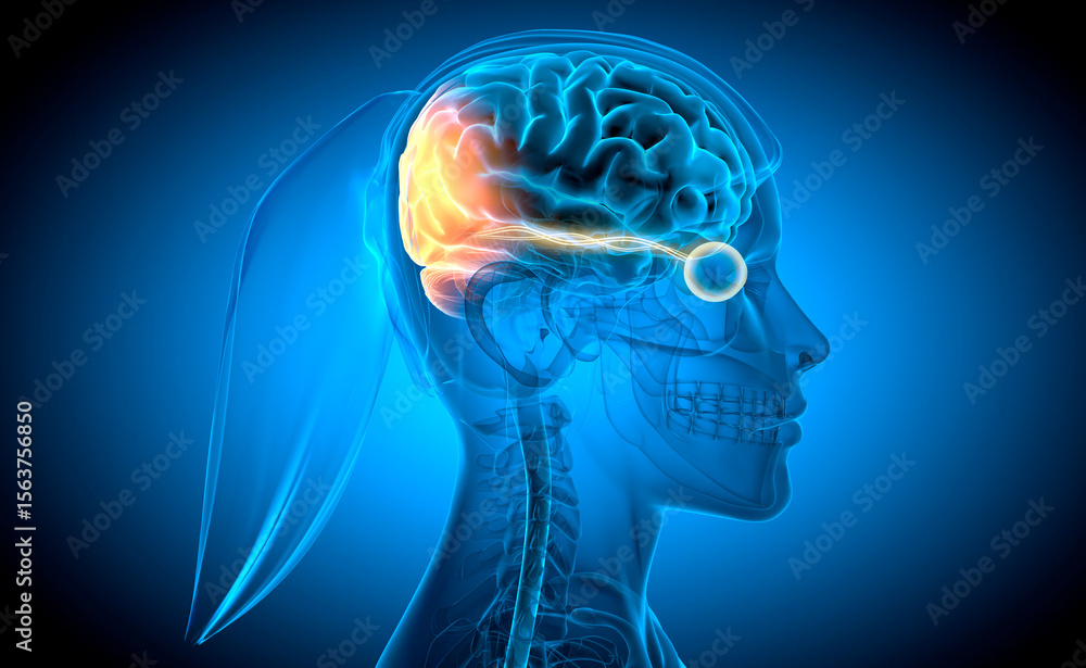 Woman with optic nerve and link to stimulated brain region - X ray ...