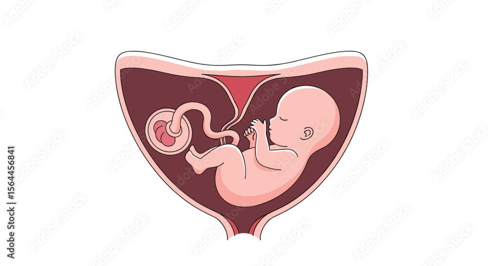 Understanding Fetal Development Inside the Uterus A Comprehensive ...