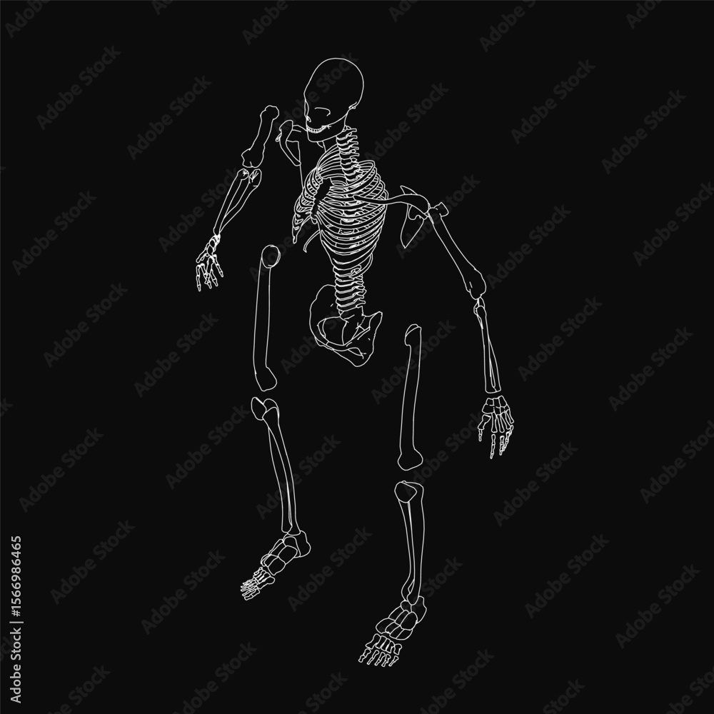 A black and white human skeleton is centered on a dark background with ...