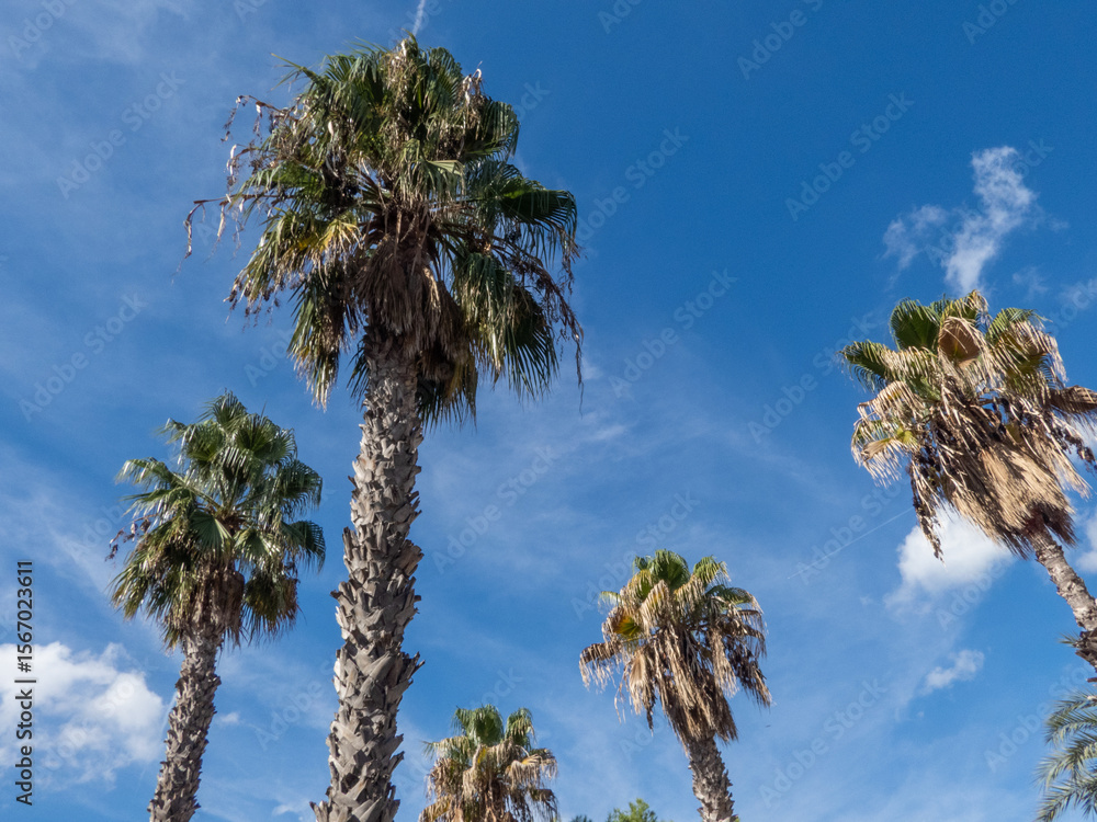 Mexican Fan Palm, Washingtonia robusta. Tall, fast-growing palm slender ...