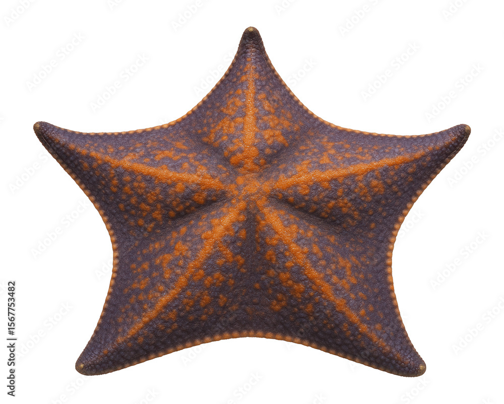 Bat sea star with a webbed, five-armed structure and variable ...