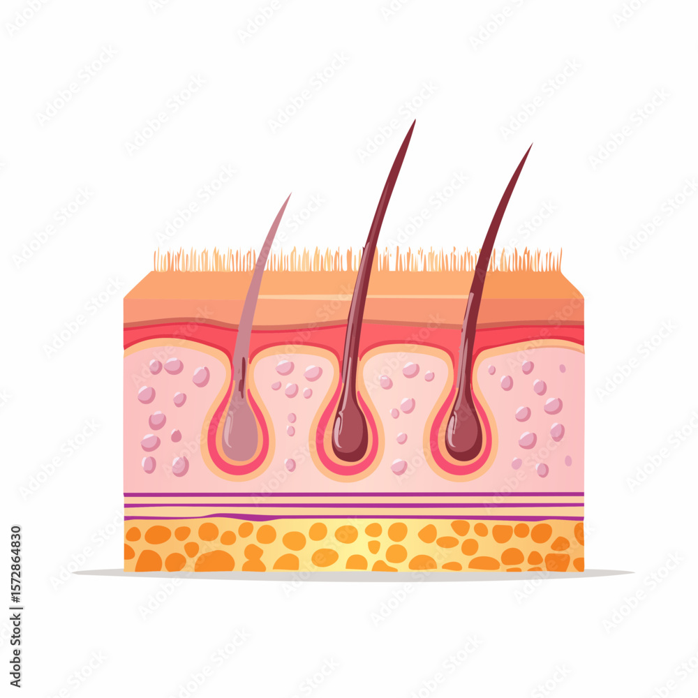 Anatomy of the Skin: A detailed illustration showcases a cross-section ...