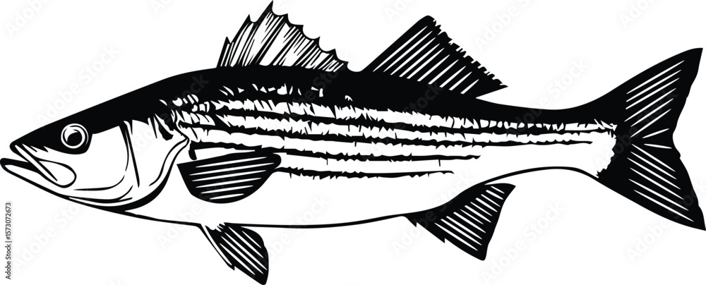 Striped Bass Vector Illustration – Striper Fish Outline for Fishing ...