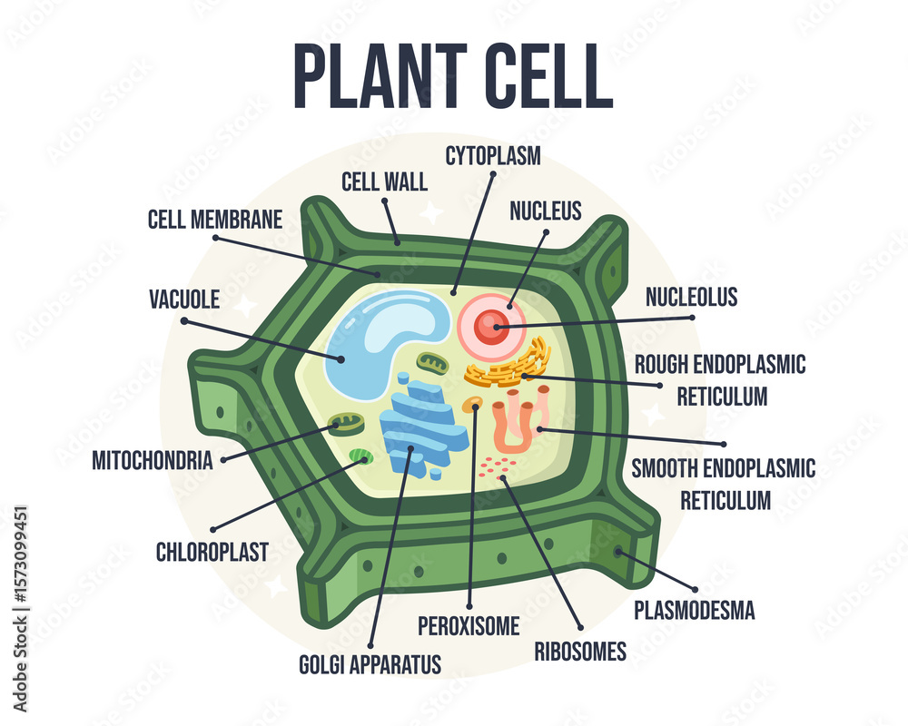 Labeled Flat Vector Illustration of Plant Cell Structure – Educational ...