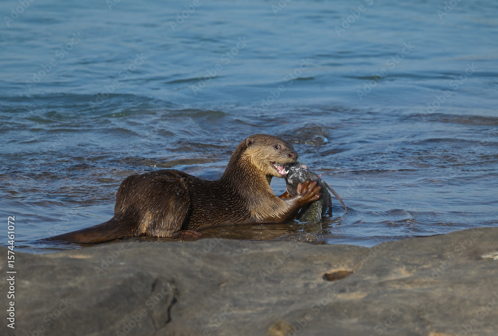 Smooth-coated otter is a freshwater otter species from regions of South ...