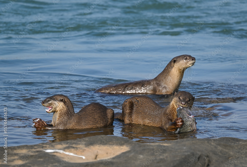 Smooth-coated otter is a freshwater otter species from regions of South ...