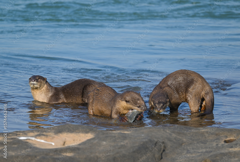 Smooth-coated otter is a freshwater otter species from regions of South ...