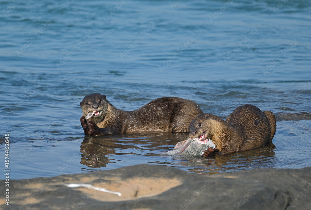 Smooth-coated otter is a freshwater otter species from regions of South ...