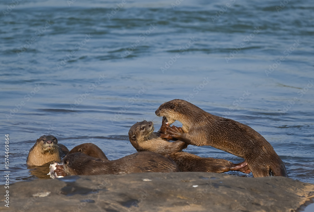 Smooth-coated otter is a freshwater otter species from regions of South ...