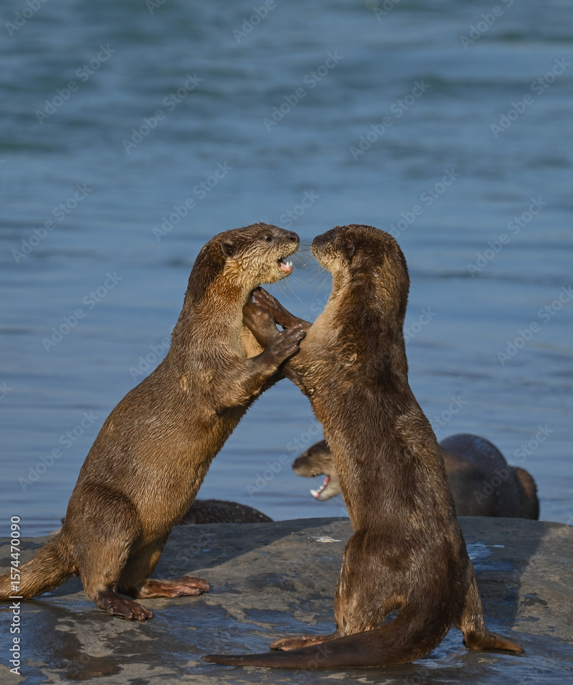 Smooth-coated otter is a freshwater otter species from regions of South ...