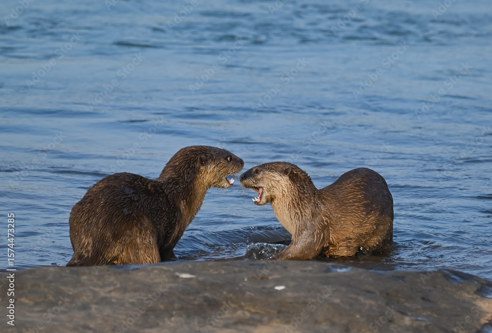 Smooth-coated otter is a freshwater otter species from regions of South ...