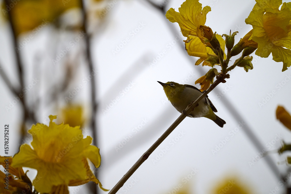 Swinhoe's White-eye (Zosterops simplex) perched on Handroanthus ...