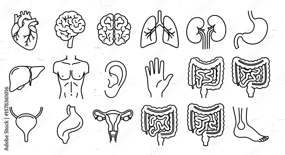 Medical drawing shows different human body organs and parts. Internal ...