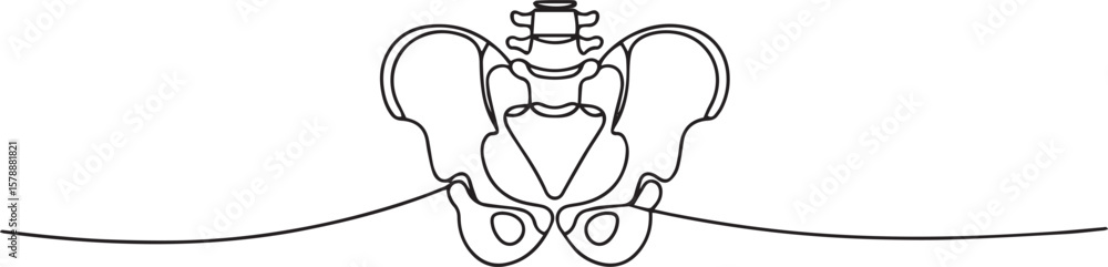 Image vectorielle Stock one line drawing of human pelvis and lumbar ...