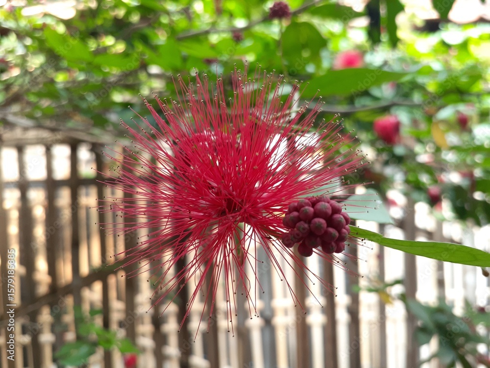 Kaliandra (Calliandra haematocephala) in the garden. Also known as the ...