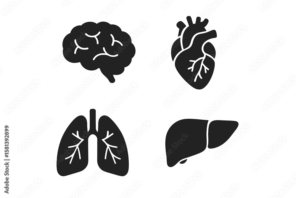 Human Organ Anatomy Icons Set of 7, Vector Glyph Pictograms of Brain ...