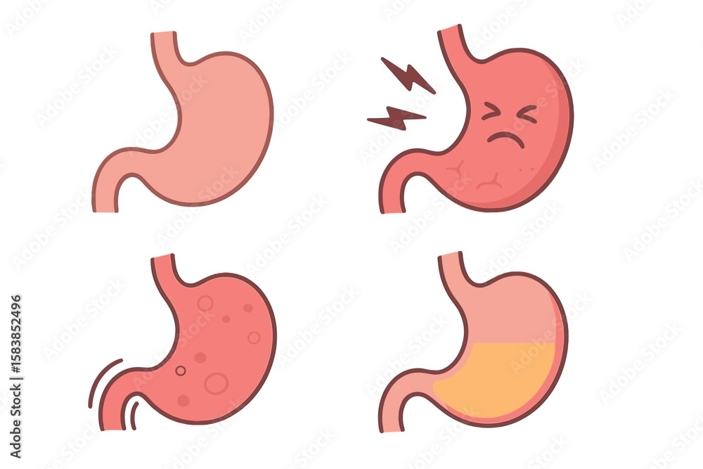 Human Stomach Anatomy and Health Vector Set. Digestive System Organ ...