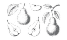 Vintage Pear Illustration Free Stock Photo - Public Domain Pictures