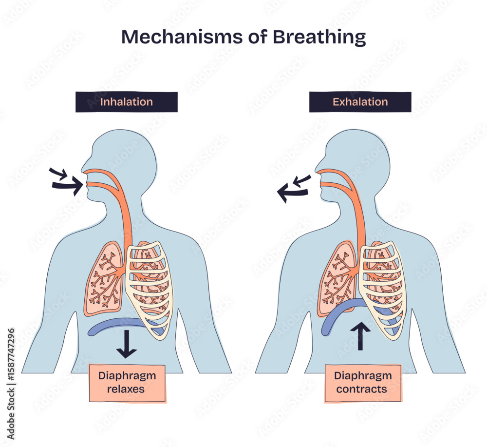 Mechanisms of breathing shows inhalation and exhalation with arrows, lungs, and diaphragm ...