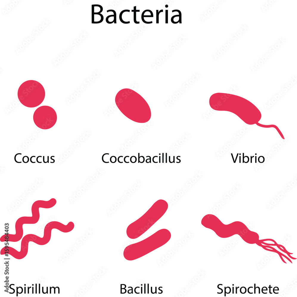 Bacteria types, classification of shapes vector illustration design on ...