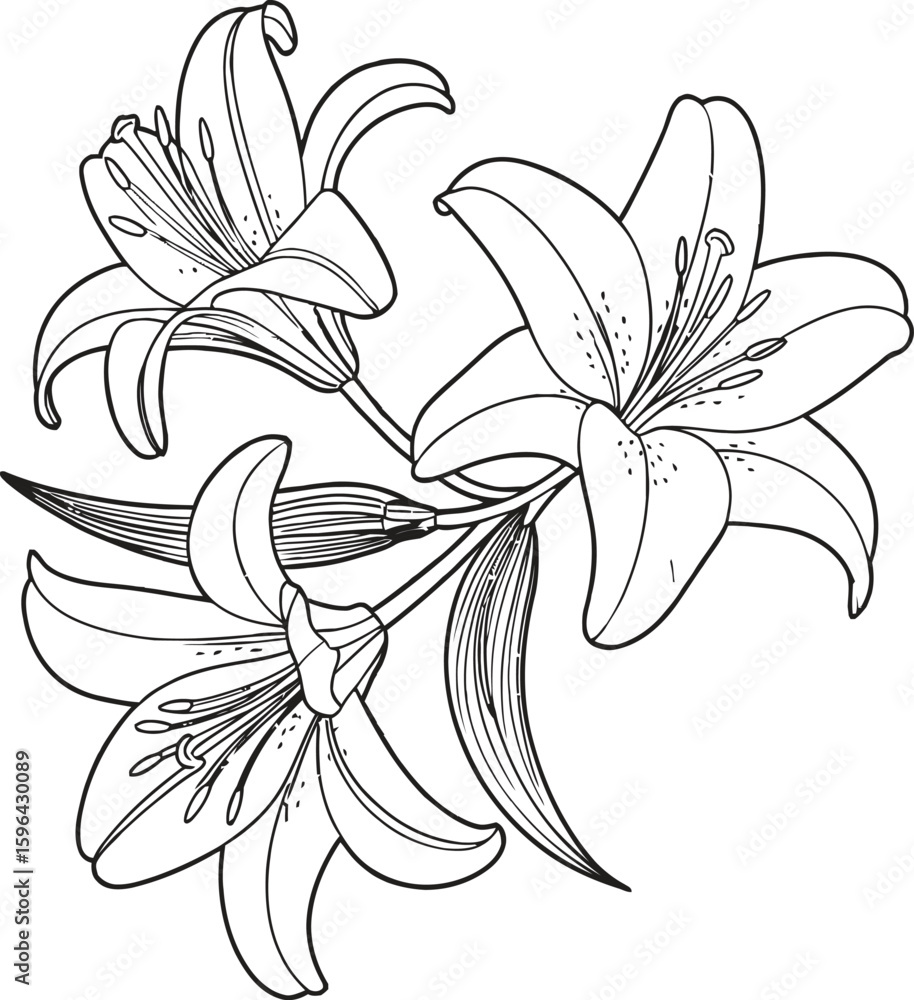 Illustration of three lilies with detailed petals and leaves in a black ...