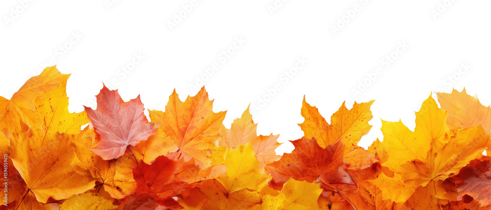 Beautiful colorful autumn maple leaves arranged in horizontal border ...