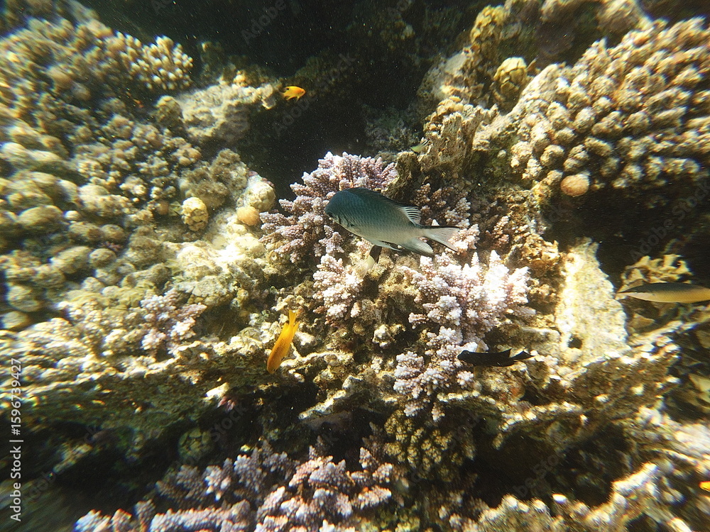 Amblyglyphidodon leucogaster also known as the yellowbelly damselfish ...