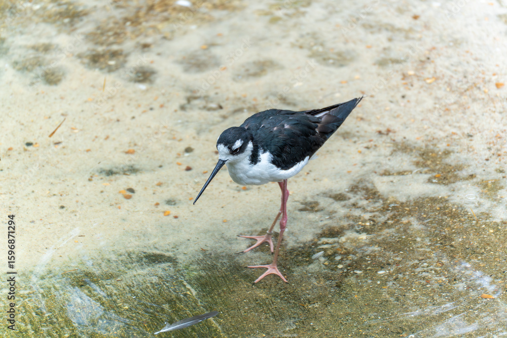 Black-winged Stilt Bending Over Feather. The Black-winged Stilt is ...