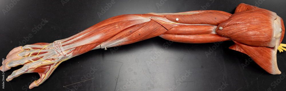 Posterior And Lateral View Of Arm Showing Deltoid And Forearm Extensors ...